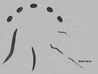 The Evolution of Dauer Formation