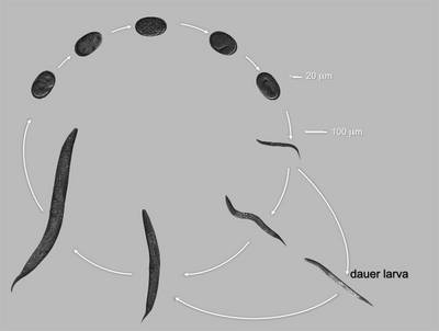 The Evolution of Dauer Formation